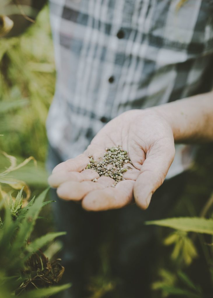 Creating Sustainable Hemp Products with Pure Hemp: Medicanna